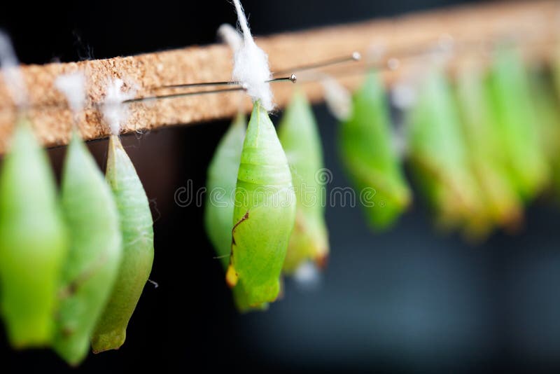 Butterfly pupa stock photo. Image of birth, development - 21219648