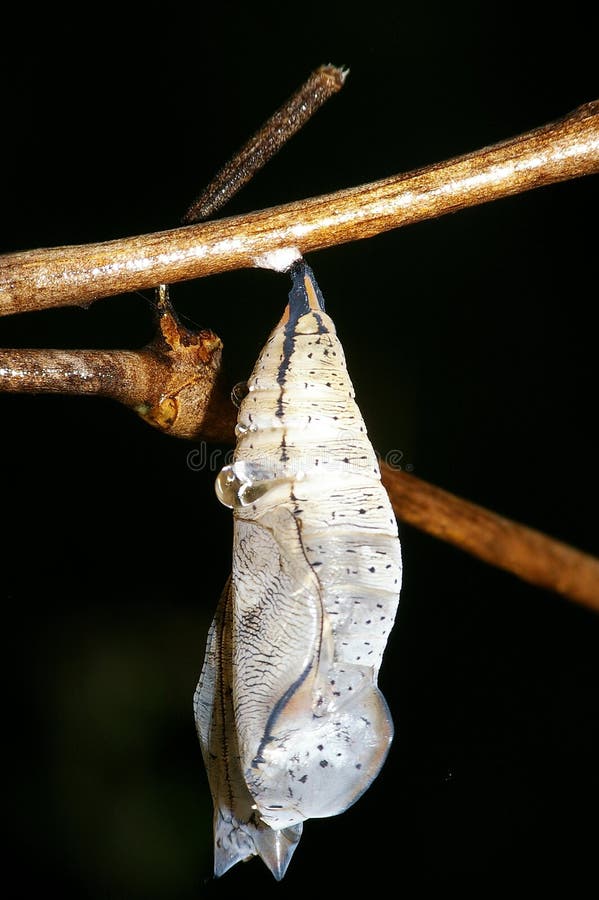 Butterfly pupa stock photo. Image of garden, photograph - 25470204