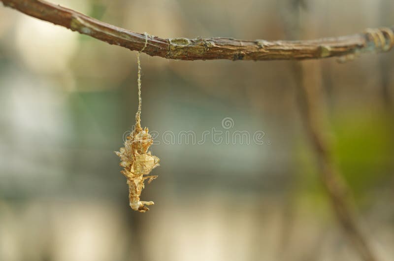 223 Pupa Case Stock Photos - Free & Royalty-Free Stock Photos from ...