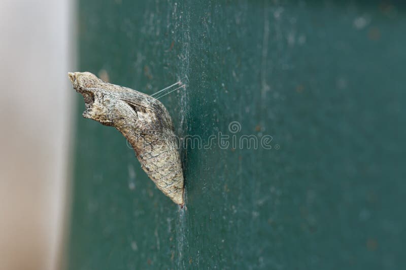 Butterfly pupa . stock photo. Image of macro, delicate - 283755004