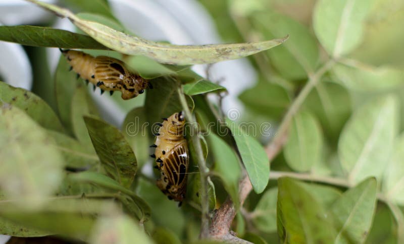 Butterfly pupa stock image. Image of chrysalis, renewal - 36813433