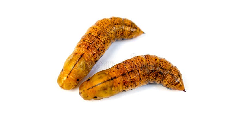 Two Butterfly Pupa stock image. Image of animals, length - 163043825