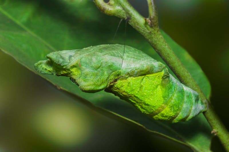 Butterfly Pupa on a Lemon Tree, View from Below Stock Photo - Image of ...