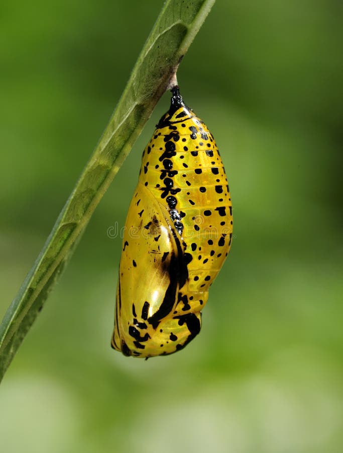 110+ Pupa Free Stock Photos - StockFreeImages