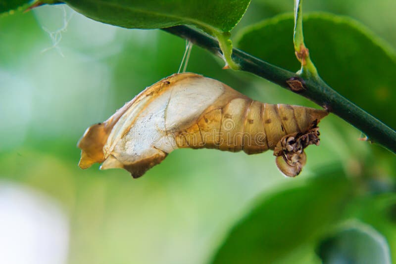 Pupa shell stock image. Image of animals, vivid, biological - 9591955