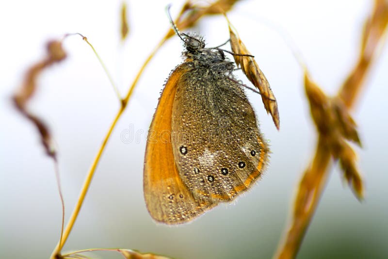 Butterfly with Rain Drops on Wings Stock Image - Image of condensation ...