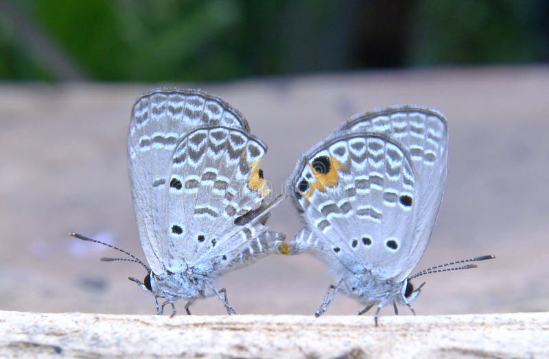 Rama Mengawan Stock Photos - Free & Royalty-Free Stock Photos from ...