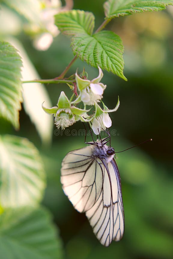 Butterfly on Raspberry Flower Stock Photo - Image of blossoming, detail ...