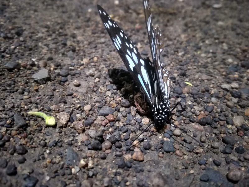 Butterfly Ready To Fly stock image. Image of colour, insect - 55617821