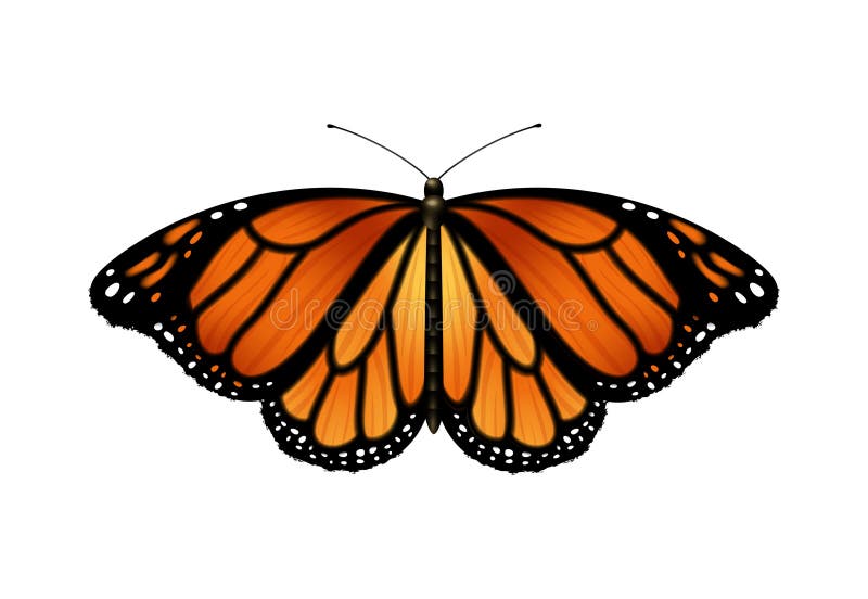 Butterfly Realistic Illustration Stock Vector - Illustration of ...