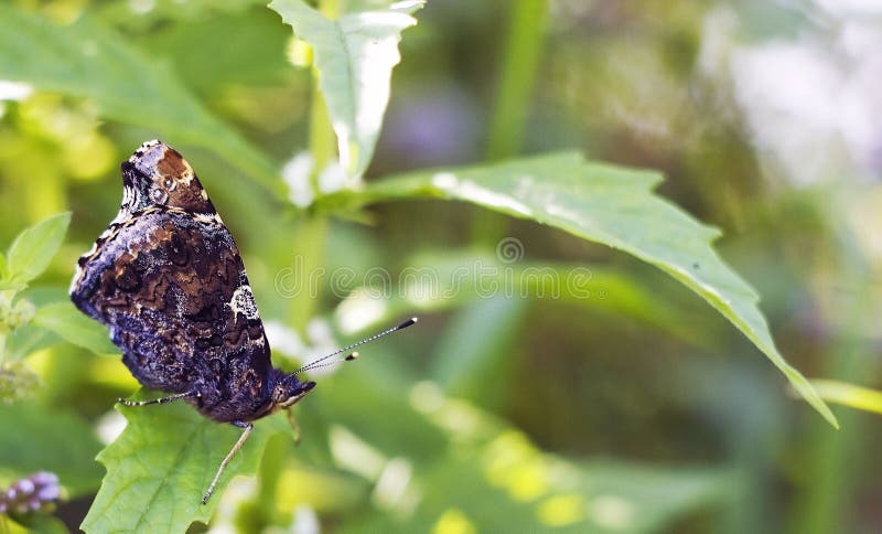 Butterfly Red Admiral Sitting on Green Leaf. Vanessa Atalanta Butterfly ...