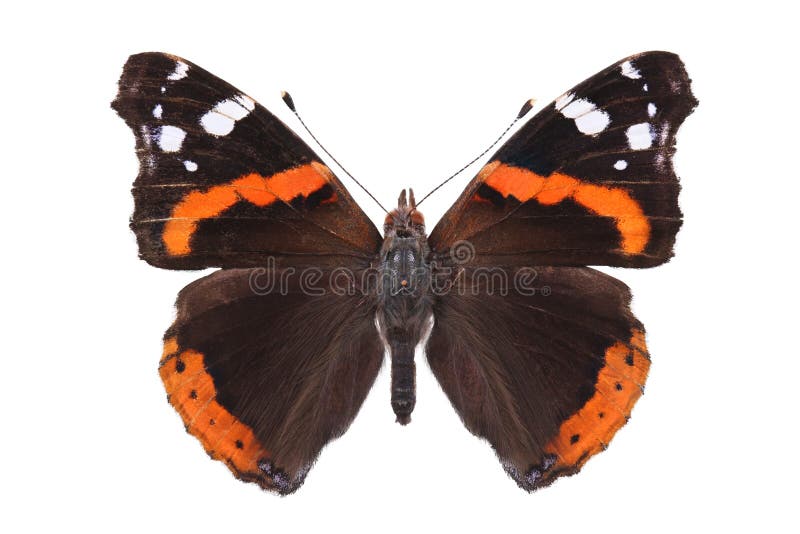 Red Admiral Butterfly (Vanessa Atalanta) Stock Image - Image of admiral ...