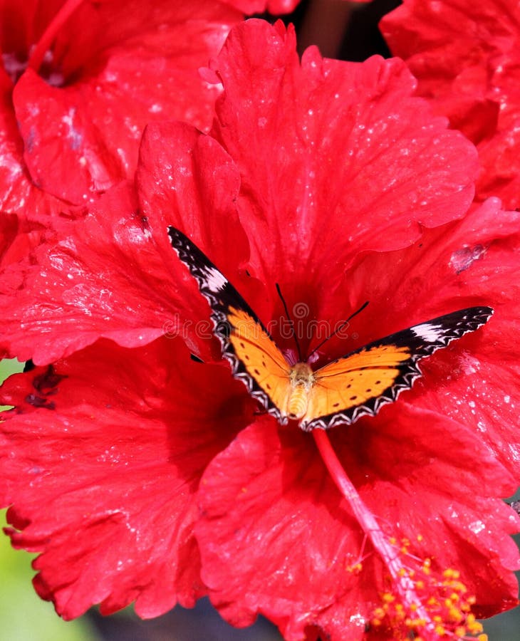 Butterfly on red flower stock image. Image of love, flower - 172723863