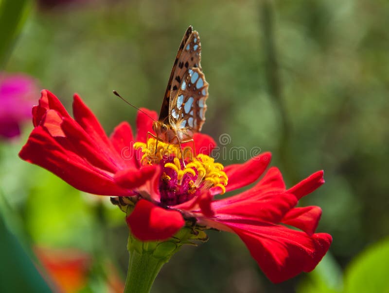Butterfly on a red flower. stock photo. Image of butterfly - 57732832