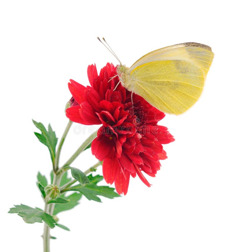 Butterfly on red flower stock photo. Image of wildlife - 306248630