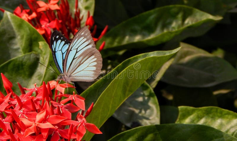 Butterfly on red flowers stock photo. Image of skyblue - 114234880