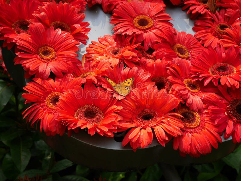 Butterfly and Red Ruby Gerbera Flower Stock Image - Image of flowers ...