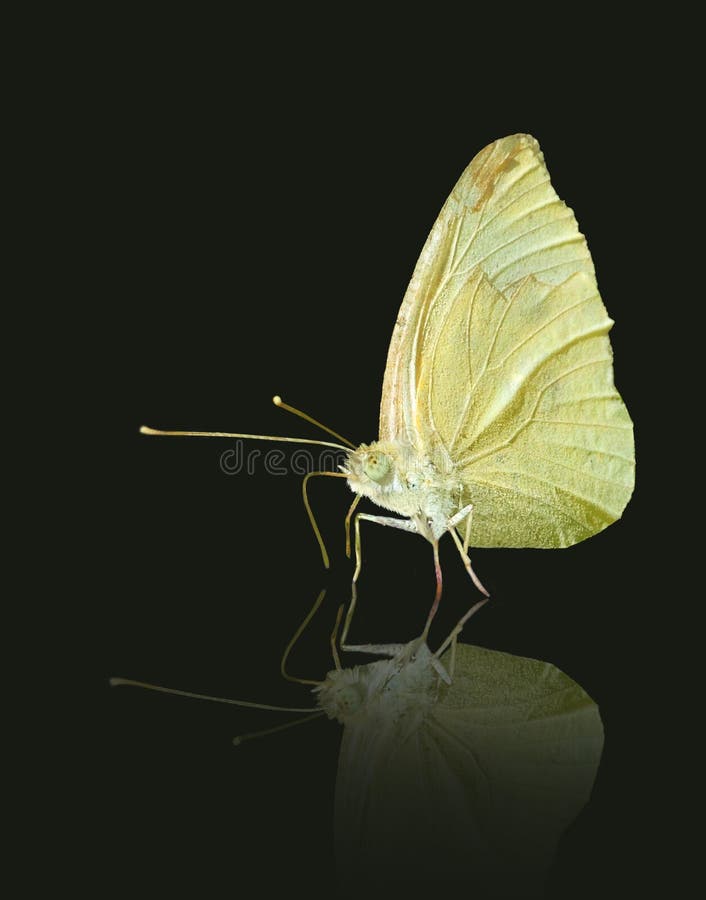 Butterfly with Reflection stock photo. Image of insect - 34112858