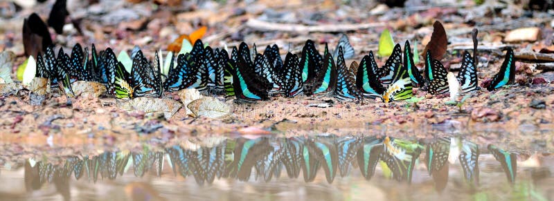 Butterfly reflection editorial photography. Image of reflection - 54069862