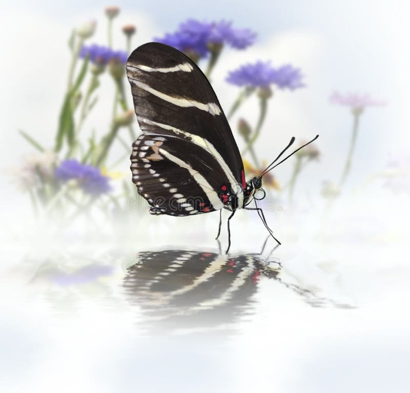 Butterfly with Reflection stock photo. Image of insect - 34112858