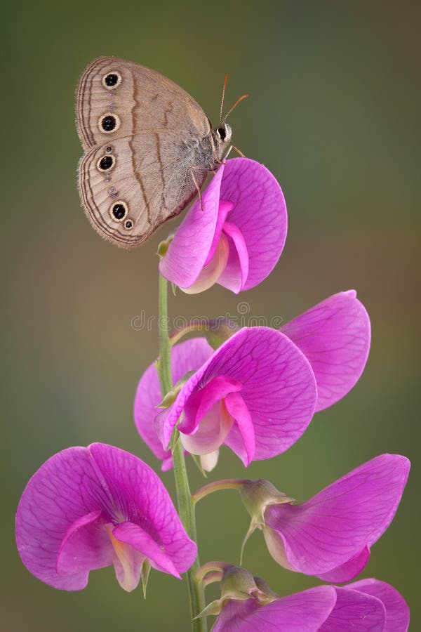 Butterfly at rest stock photo. Image of macro, butterfly - 20162876