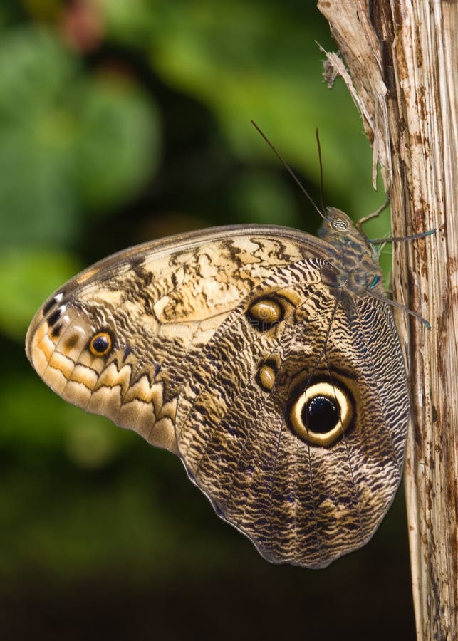 Butterfly at rest stock image. Image of africa, breeding - 21663011