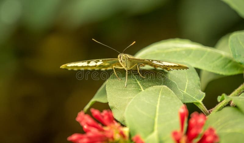 Butterfly at rest stock image. Image of feelers, butterfly - 85034263