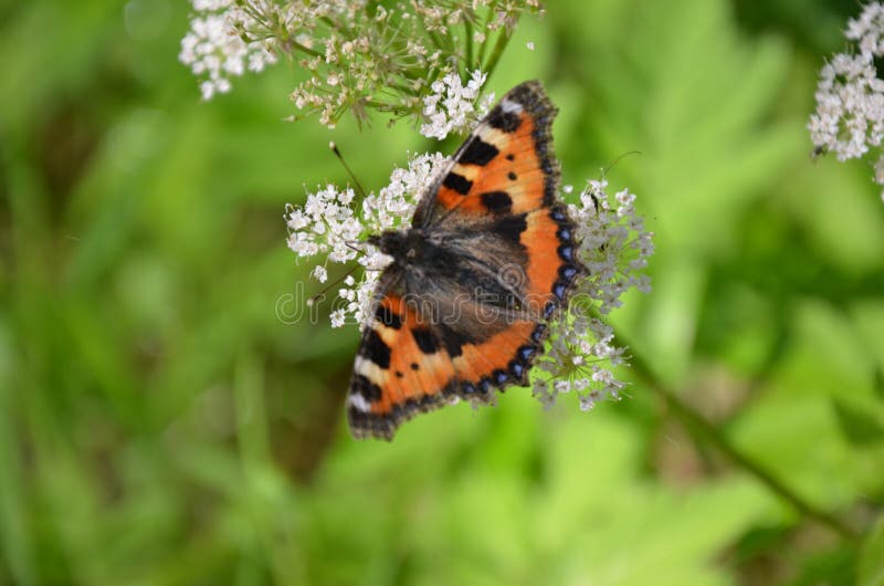 Butterfly rest on a plant stock photo. Image of butterfly - 250367302