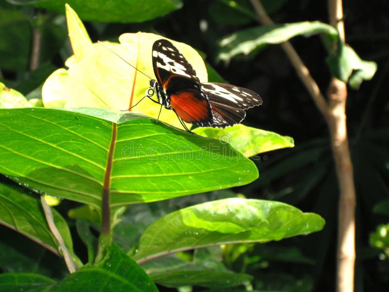 Butterfly at Rest stock image. Image of beautiful, butterfly - 51168629