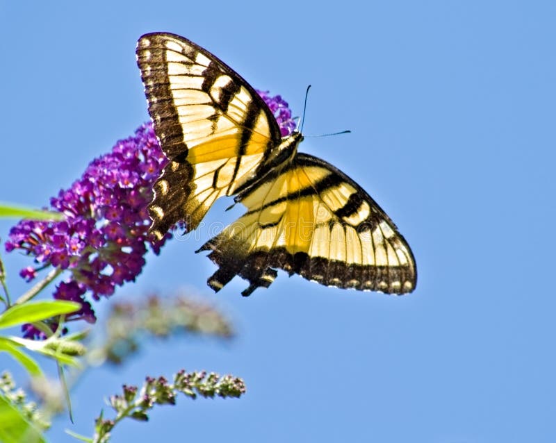 Butterfly Resting on a Flower Stock Image - Image of black, blue: 6149379