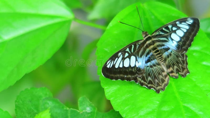 Butterfly Resting on Green Screen Stock Footage - Video of wildlife ...