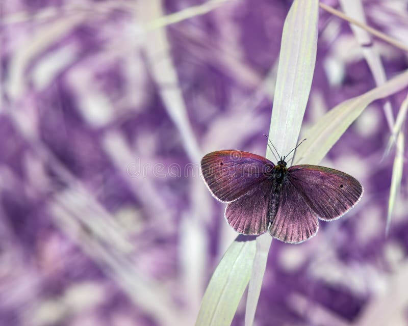 Butterfly Resting on the Leaf. White Vegetation in Background. Full ...