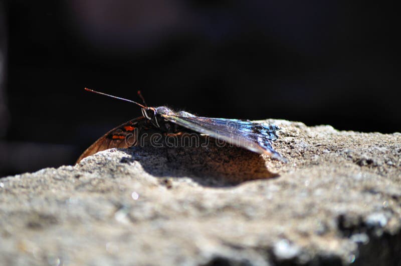 Butterfly Resting on a Rock Stock Image - Image of spring, alone: 170756471