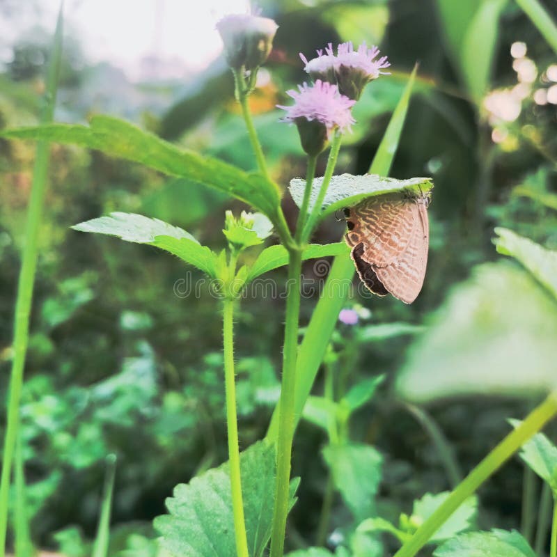 A Butterfly Resting Under a Leaf Stock Image - Image of meadow, shrub ...