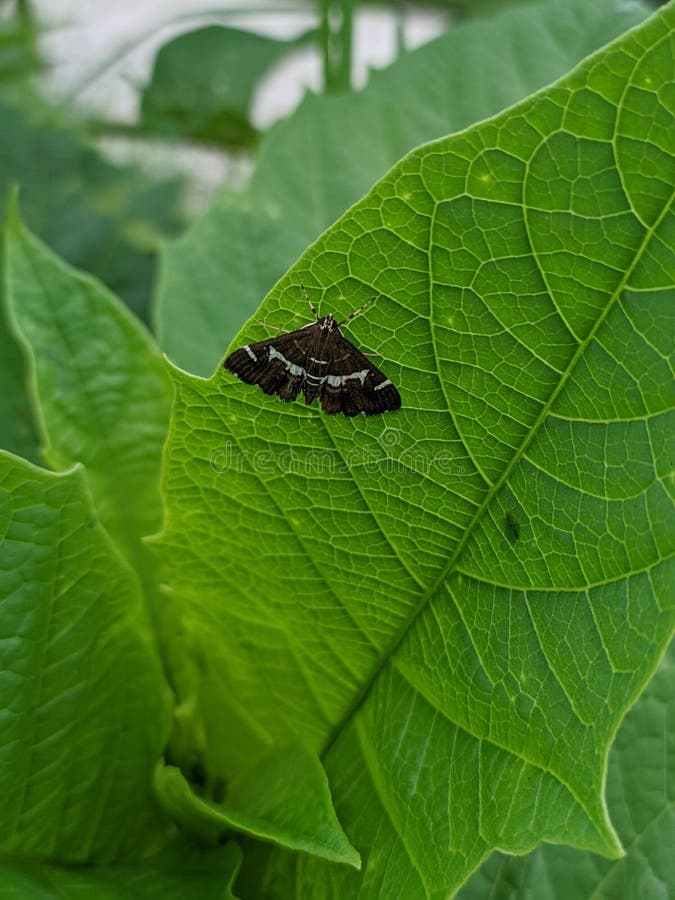 A Butterfly Resting Under a Leaf Stock Photo - Image of leaf, butterfly ...