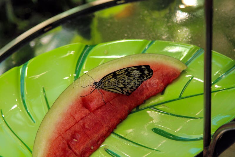 Butterfly Resting on Watermelon Slice in Tropical Setting Stock Image ...