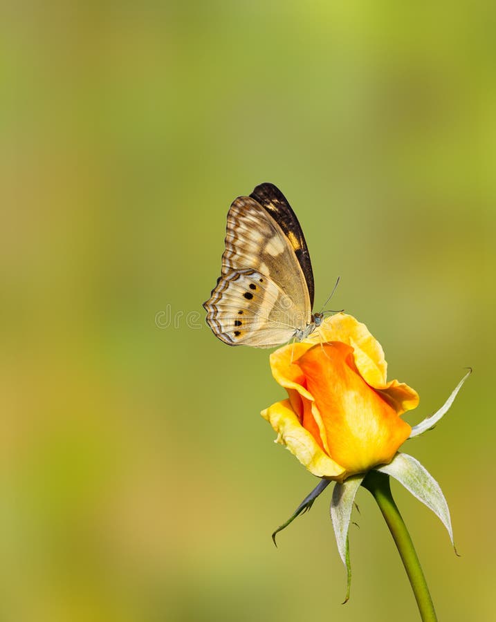 3,674 Yellow Rose Butterfly Stock Photos - Free & Royalty-Free Stock ...