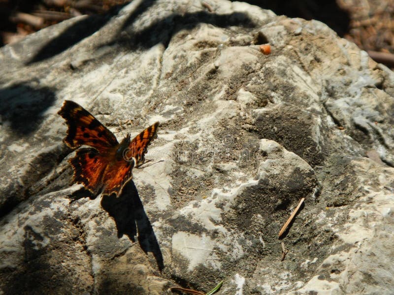 A Butterfly Rests on a Rock in the Sun Stock Image - Image of sunlight ...