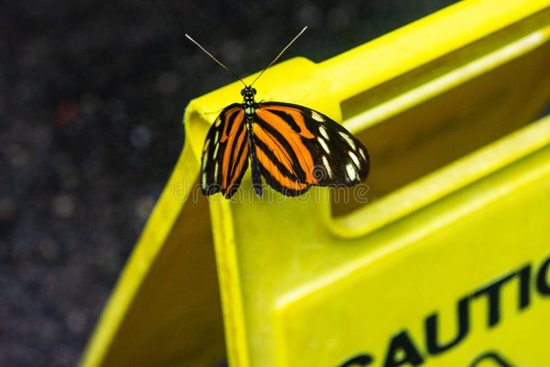 Monarch Butterfly on Caution Sign Stock Photo - Image of nature ...