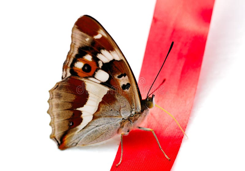 Butterfly and ribbon. stock photo. Image of abstract - 20198236