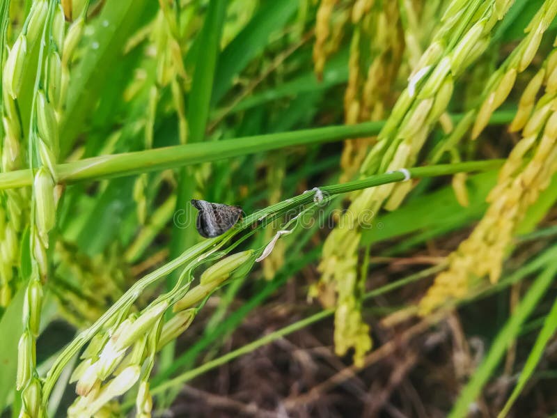 Butterfly on rice leaf stock image. Image of rice, leaf - 183415743