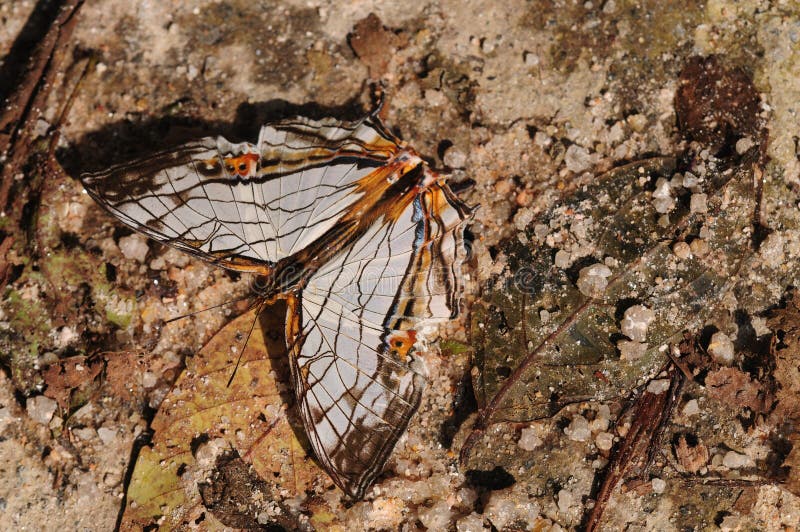 Butterfly on Rock, Cyrestis Thyodamas Stock Photo - Image of leaf ...