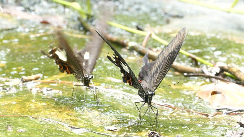 Butterfly on the Rock at the Waterfall. Stock Video - Video of water ...