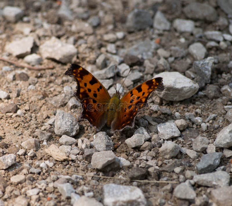 Butterfly on the Rocks stock photo. Image of insect, abdomen - 59577508