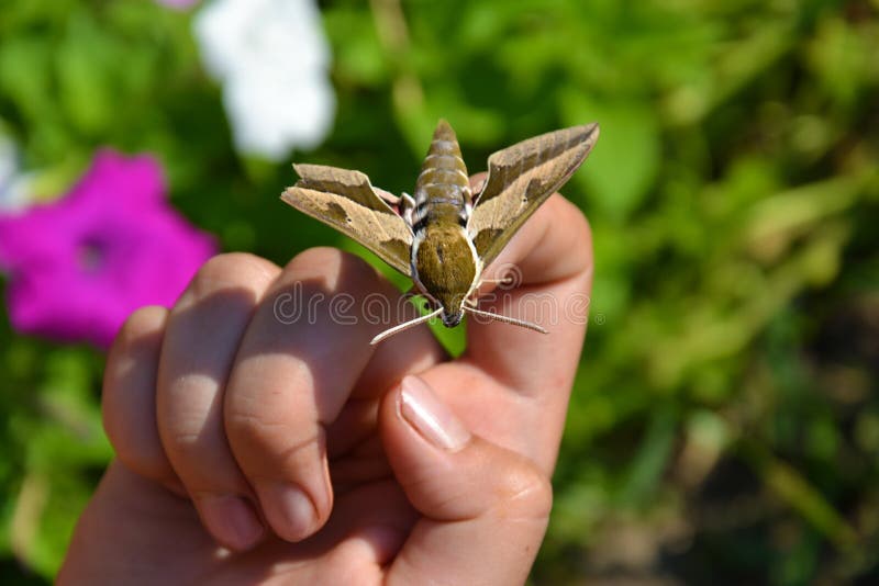 Butterfly Roisterer on Hand Stock Image - Image of flower, discovery ...