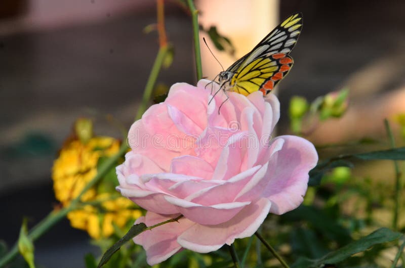 Butterfly on the Rose Flower Stock Image - Image of leaf, fresh: 204372175