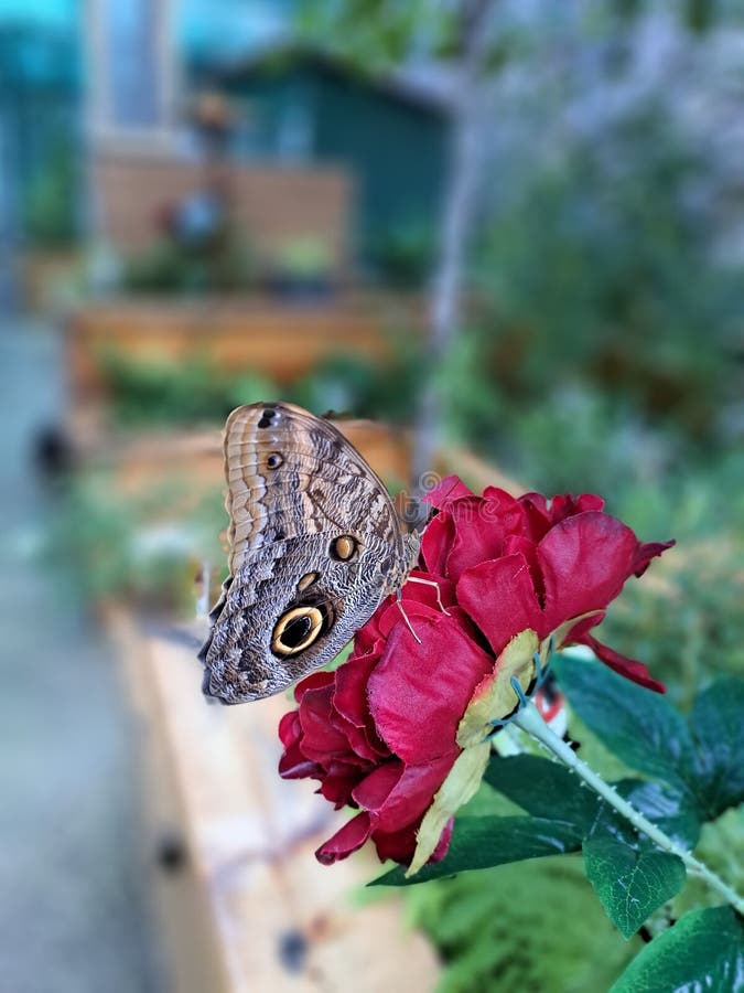 Butterfly roses garden stock photo. Image of roses, wildlife - 270749688
