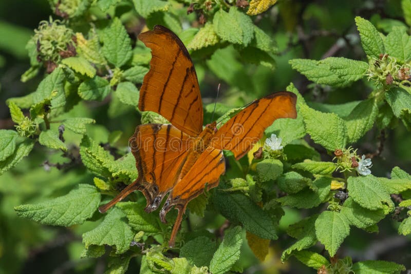 Butterfly - Ruddy Daggerwing- Top View Stock Photo - Image of ...