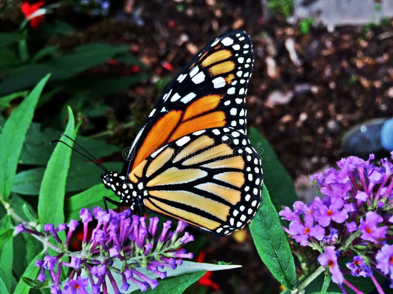 Butterfly s resting stock image. Image of nature, pretty - 48827047