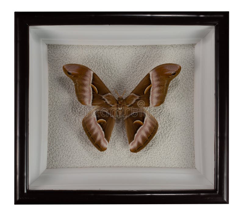 Samia Cynthia Sp. Ricini Moth Night Butterfly in Butterfly Zoo Stock ...